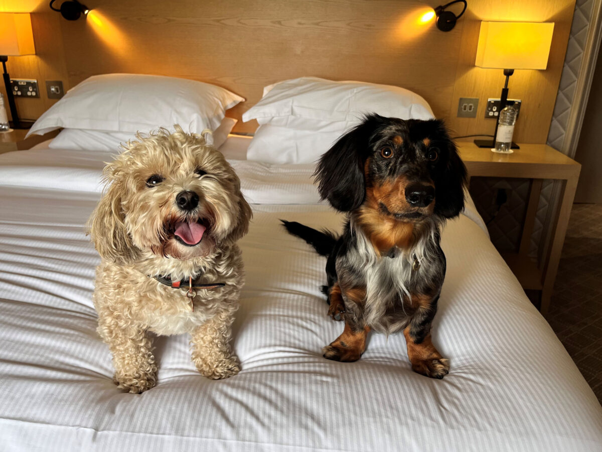 Dog-friendly hotels: 21 places in the UK that love pooches