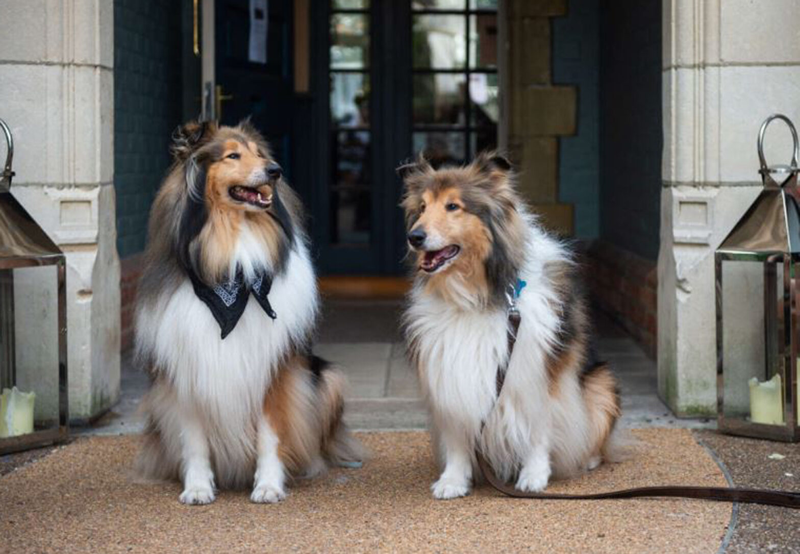 Dog-friendly hotels: 21 places in the UK that love pooches