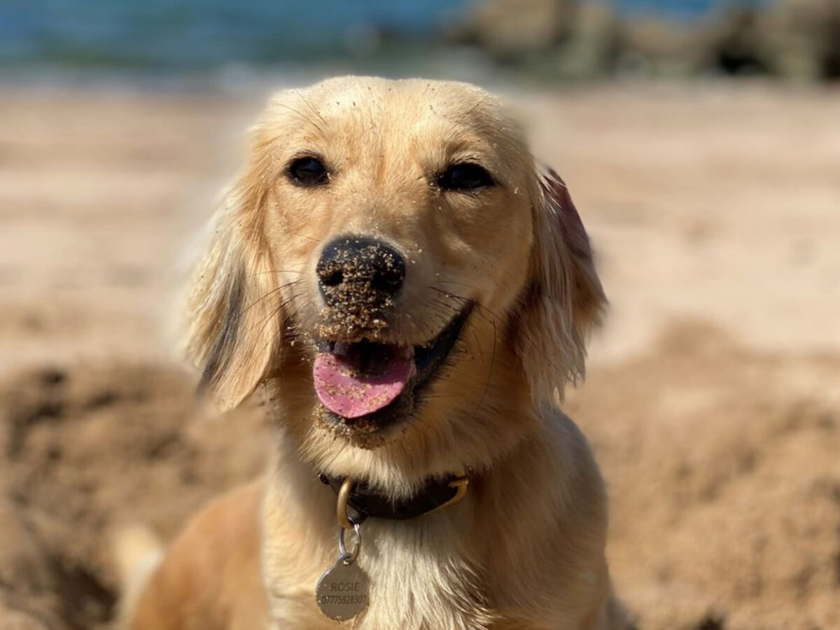 Dog-friendly hotels: 21 places in the UK that love pooches