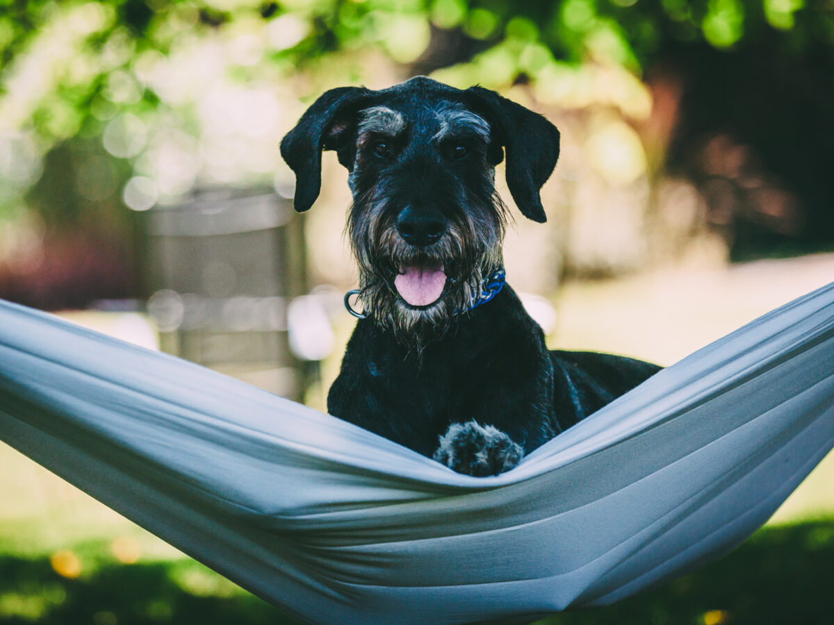 Agility courses, gourmet pet menus and on-site grooming: How hotels are ...
